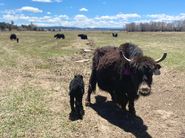 Our Baby Yak Finds Its Way Home - The Chama Valley Meat Co